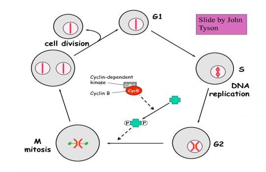 Switches, Oscillators (and the Cell Cycle) | www.mathtube.org