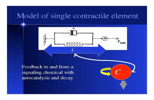 An Excitable Contractile Cell | www.mathtube.org