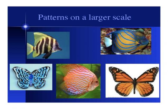 Diffusion, Reaction, and Biological pattern formation | www.mathtube.org