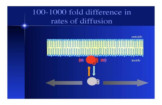 Diffusion, Reaction, and Biological pattern formation (continued 3 of 3 ...