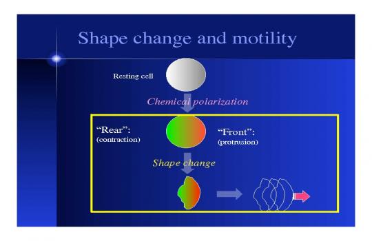 Cell Polarity Models & Simulating Cell Motility Using the Cellular ...