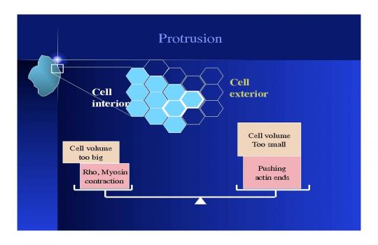 Cell Polarity Models & Simulating Cell Motility Using the Cellular ...