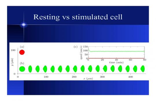 Cell Polarity Models & Simulating Cell Motility Using the Cellular ...