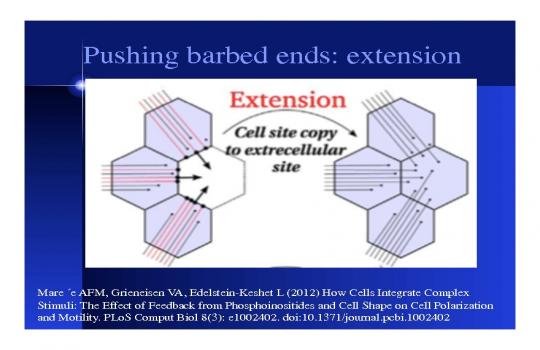 Cell Polarity Models & Simulating Cell Motility Using the Cellular ...