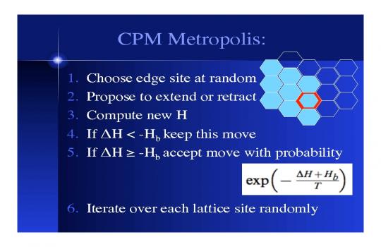 Cell Polarity Models & Simulating Cell Motility Using the Cellular ...