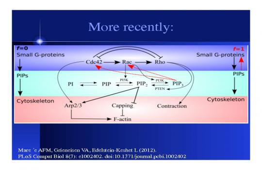 Cell Polarity Models And Simulating Cell Motility Using The Cellular Potts Model Cpm