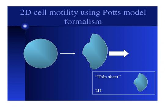 Cell Polarity Models & Simulating Cell Motility Using the Cellular ...