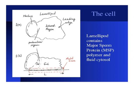Mechanical Simulations of Cell Motility | www.mathtube.org