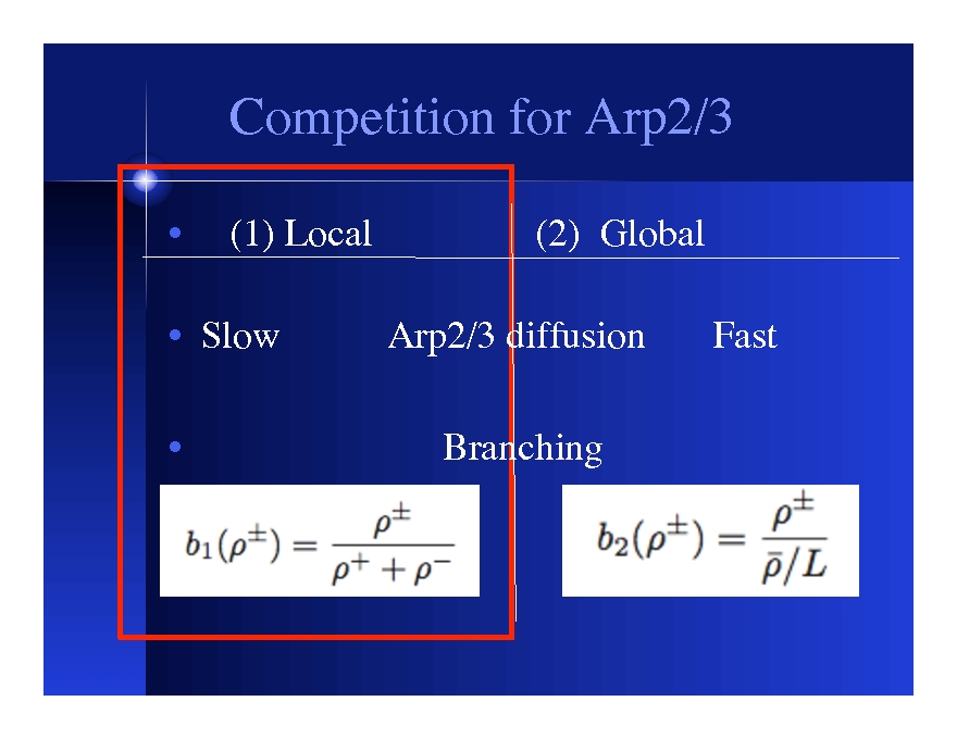 Models for Cell Shape and Actin Filament Distributions | www.mathtube.org