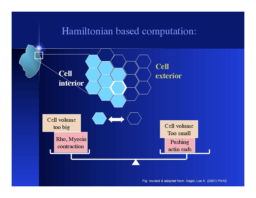 Cell Polarity Models And Simulating Cell Motility Using The Cellular Potts Model Cpm