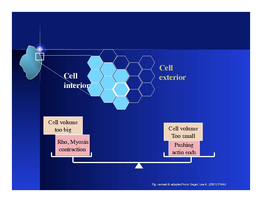 Cell Polarity Models & Simulating Cell Motility Using the Cellular ...