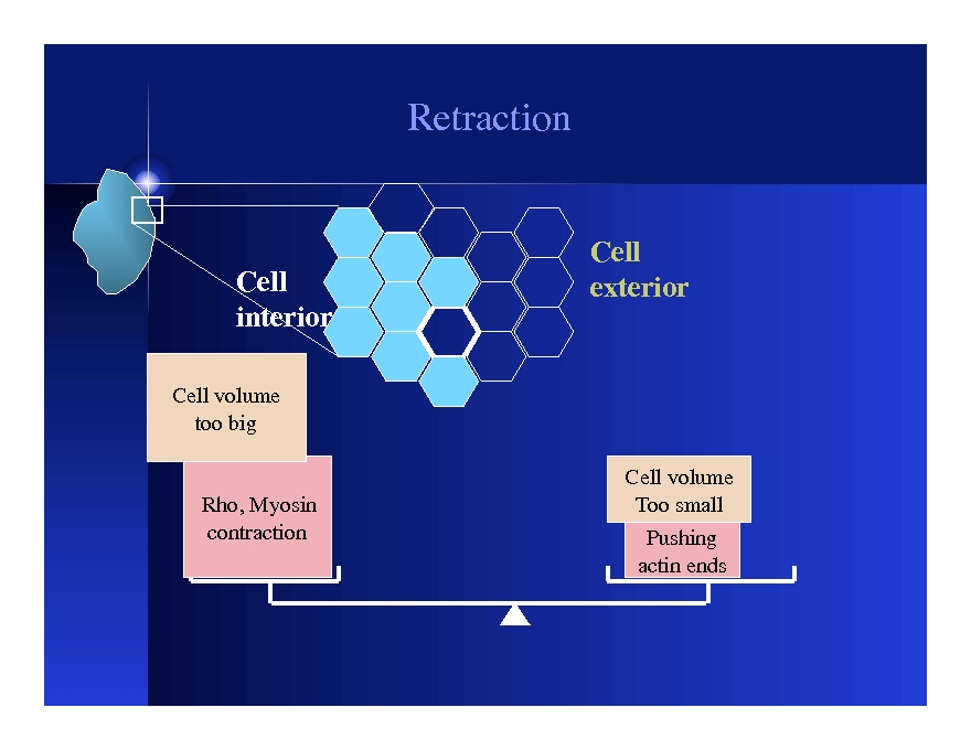 Cell Polarity Models & Simulating Cell Motility Using the Cellular Potts Model (CPM) | www ...