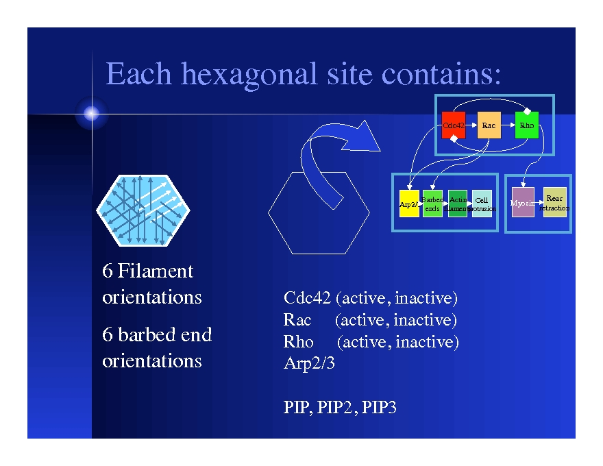 Cell Polarity Models & Simulating Cell Motility Using the Cellular Potts Model (CPM) | www ...