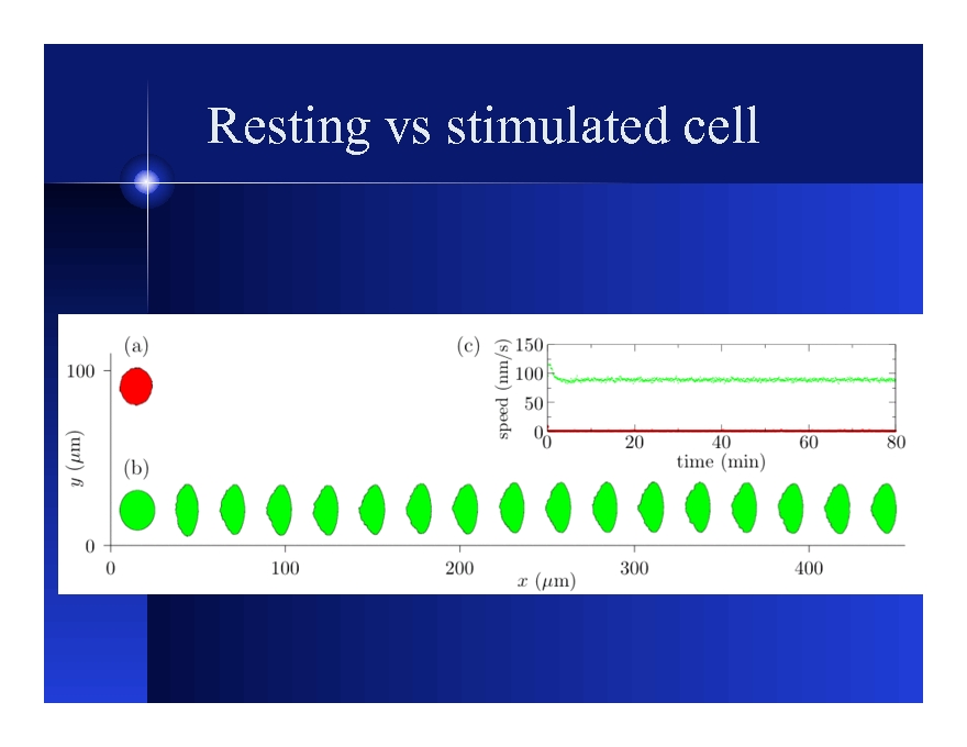 Cell Polarity Models & Simulating Cell Motility Using the Cellular Potts Model (CPM) | mathtube.org