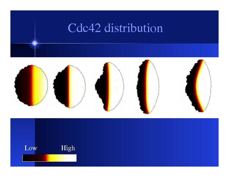 Cell Polarity Models & Simulating Cell Motility Using the Cellular ...