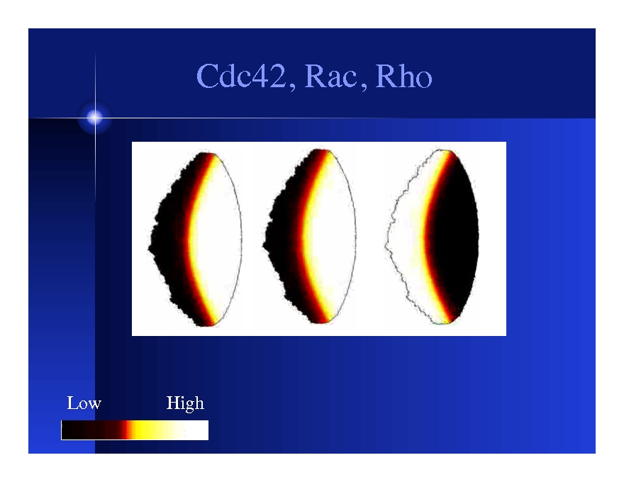 Cell Polarity Models & Simulating Cell Motility Using the Cellular ...