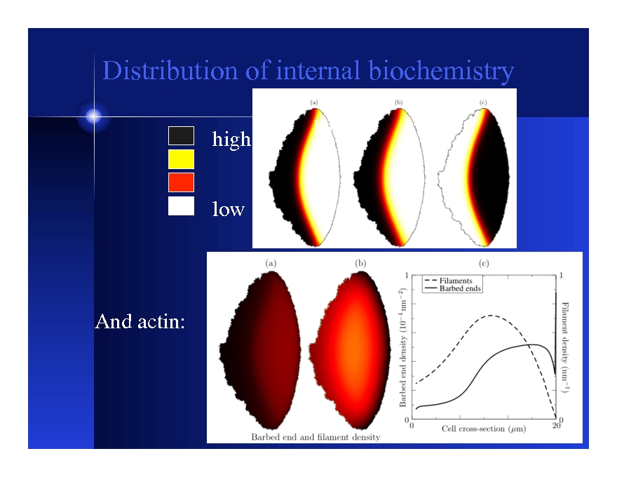 Cell Polarity Models And Simulating Cell Motility Using The Cellular Potts Model Cpm