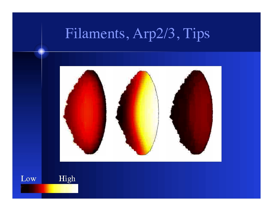 Cell Polarity Models And Simulating Cell Motility Using The Cellular Potts Model Cpm