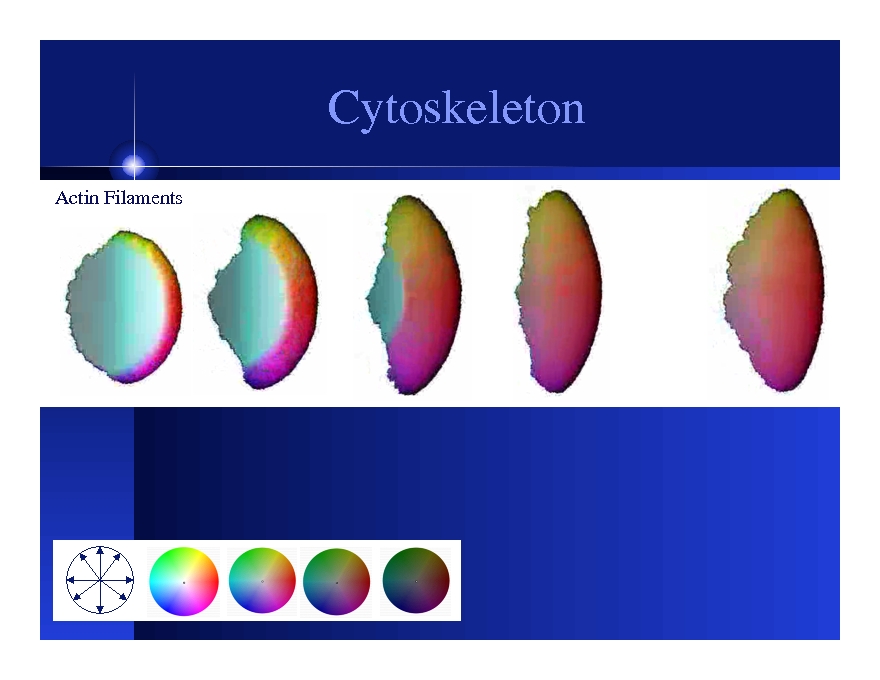 Cell Polarity Models And Simulating Cell Motility Using The Cellular Potts Model Cpm