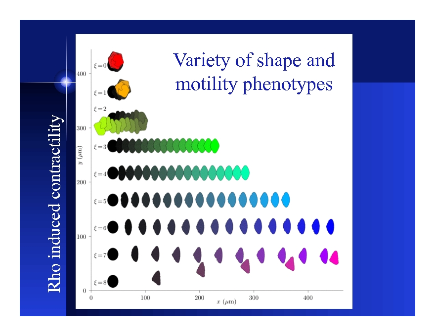 Cell Polarity Models & Simulating Cell Motility Using the Cellular ...