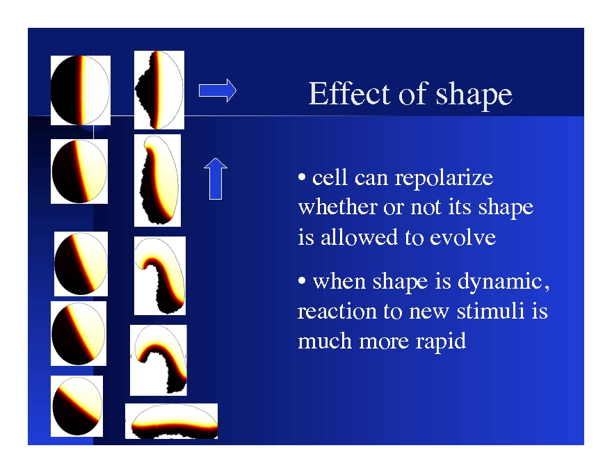 Cell Polarity Models & Simulating Cell Motility Using the Cellular ...