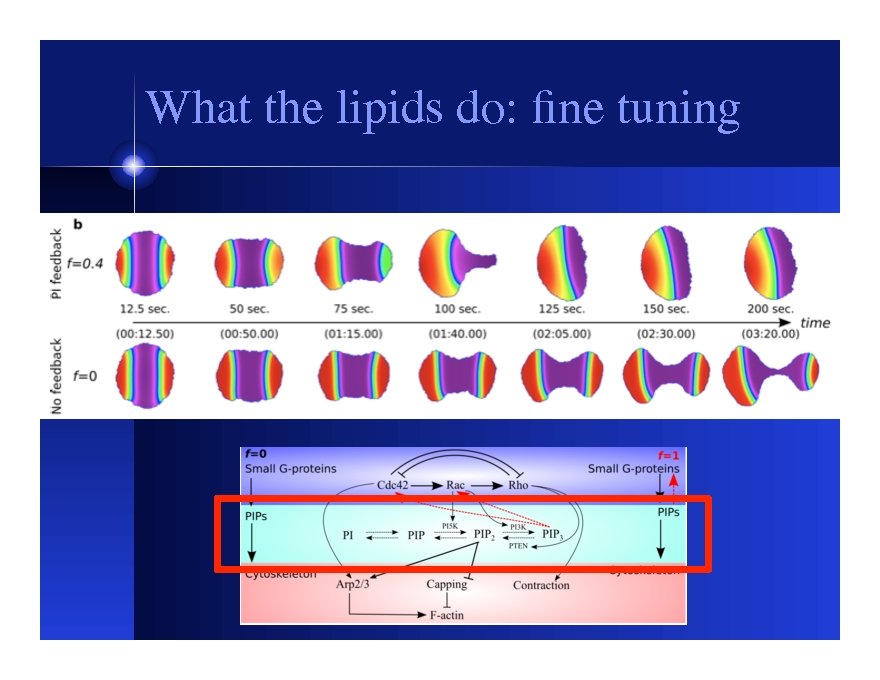 Cell Polarity Models & Simulating Cell Motility Using the Cellular ...