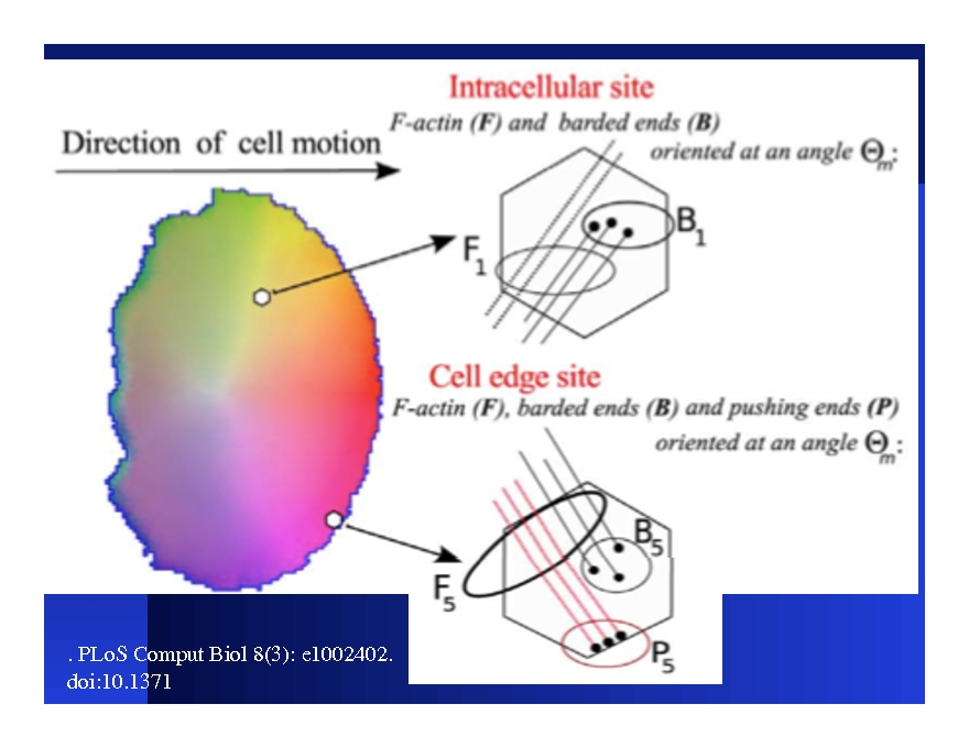 Cell Polarity Models & Simulating Cell Motility Using the Cellular Potts Model (CPM) | mathtube.org