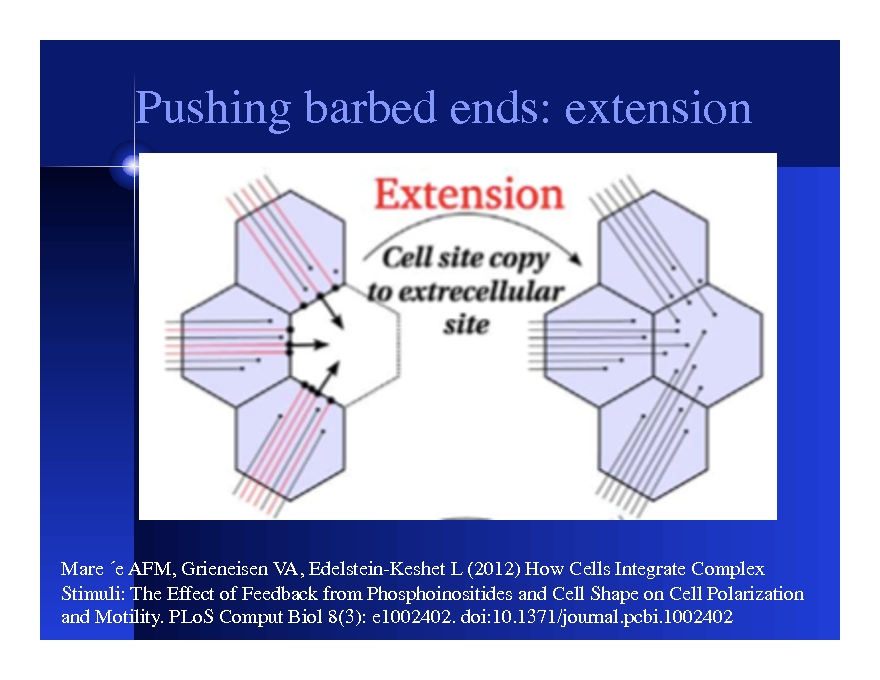 Cell Polarity Models And Simulating Cell Motility Using The Cellular Potts Model Cpm
