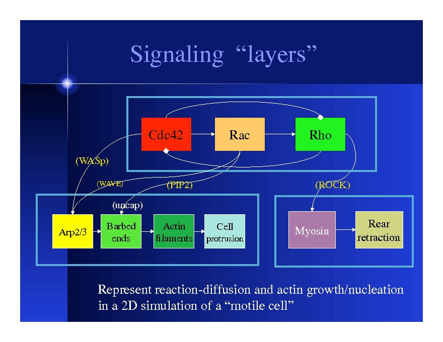 Cell Polarity Models & Simulating Cell Motility Using the Cellular Potts Model (CPM) | www ...