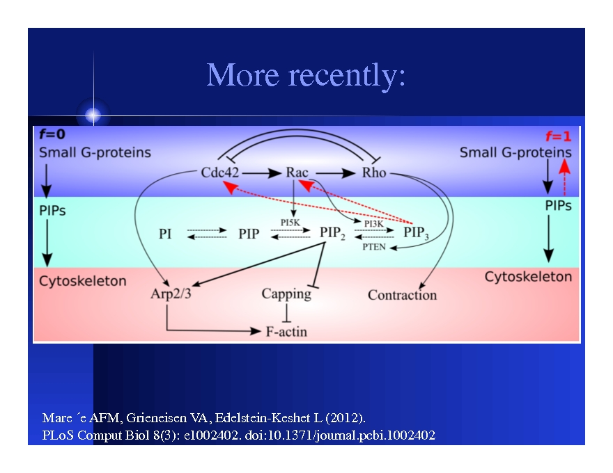 Cell Polarity Models & Simulating Cell Motility Using the Cellular ...