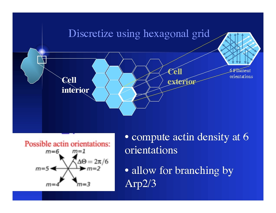 Cell Polarity Models & Simulating Cell Motility Using the Cellular ...