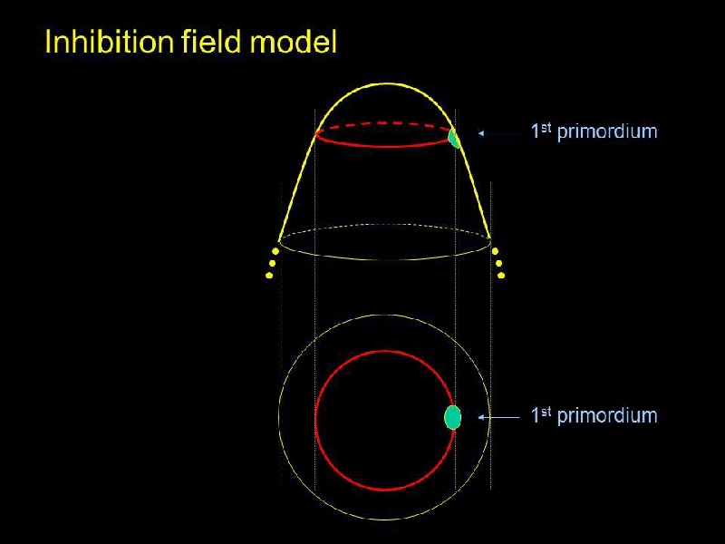 Alan Turing and the Patterns of Life | mathtube.org