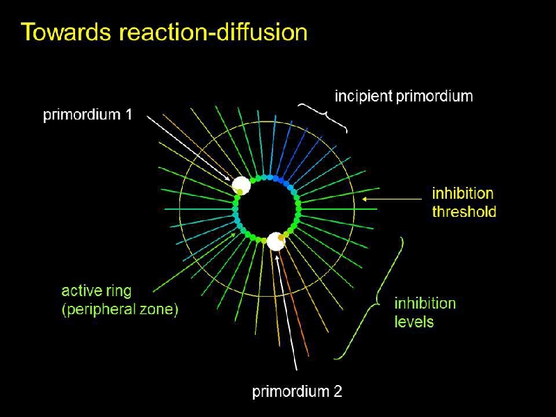 Alan Turing and the Patterns of Life | mathtube.org