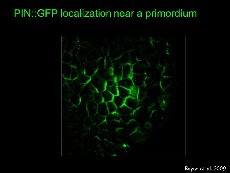 Alan Turing and the Patterns of Life | mathtube.org