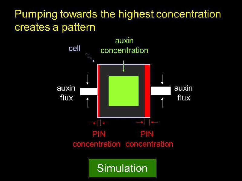 Alan Turing and the Patterns of Life | mathtube.org