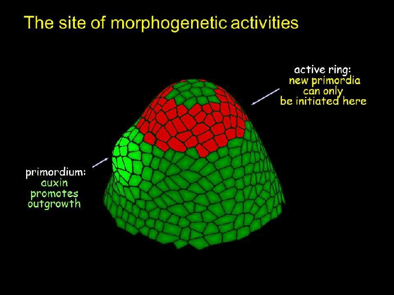 Alan Turing and the Patterns of Life | mathtube.org