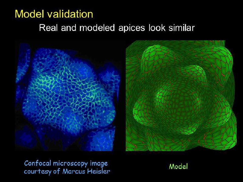 Alan Turing and the Patterns of Life | mathtube.org