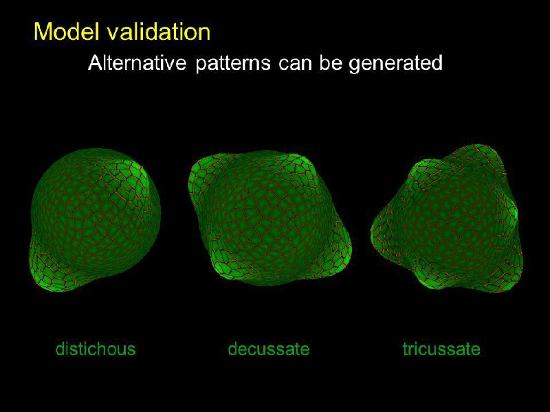 Alan Turing and the Patterns of Life | mathtube.org
