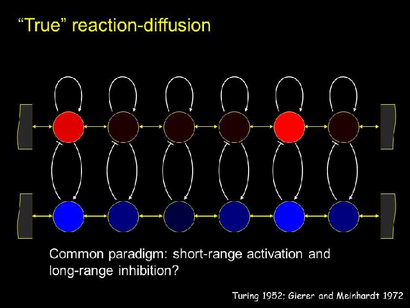 Alan Turing and the Patterns of Life | mathtube.org